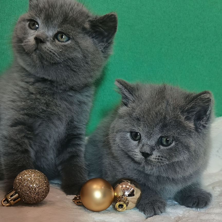 Британский короткошёрстный котёнок
