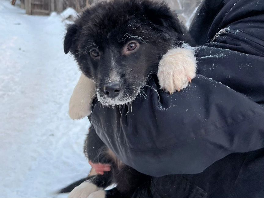 Щенок в добрые руки