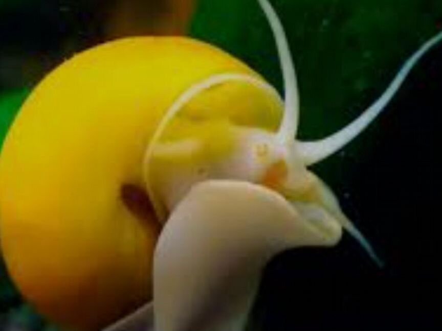 Улитка Ампулярия Желтая Жемчужная 1-2 см