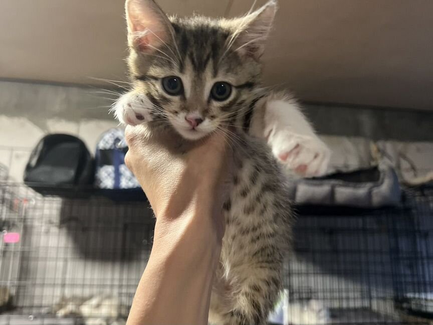 Котята в добрые руки