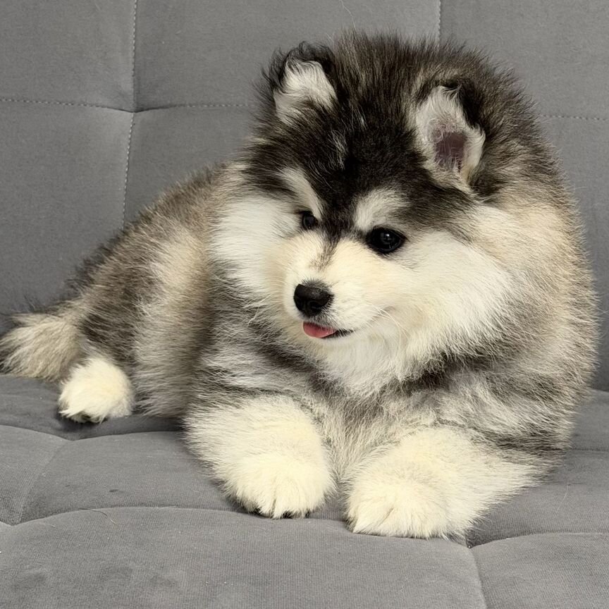 Помски, щенок