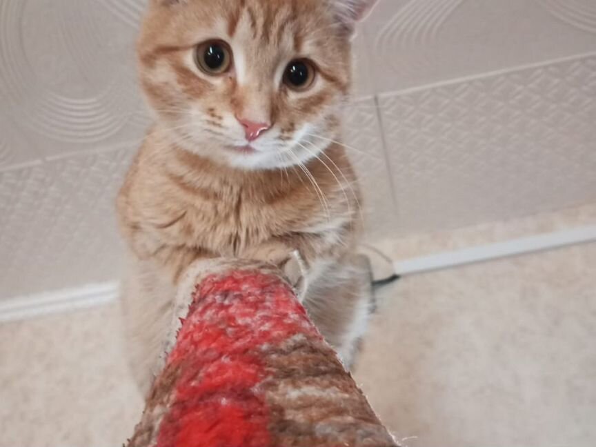 Красивый Рыжий Котик Мальчик бесплатно