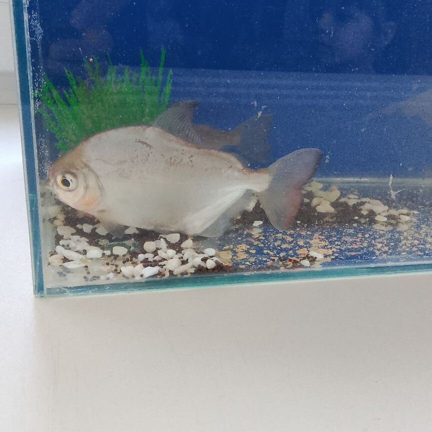 Рыба Метинис