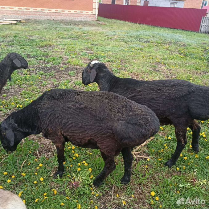 Баран производитель
