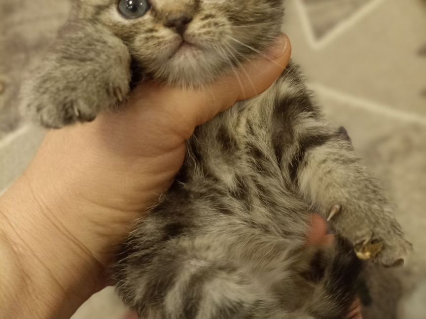 Шотландские вислоухие котята