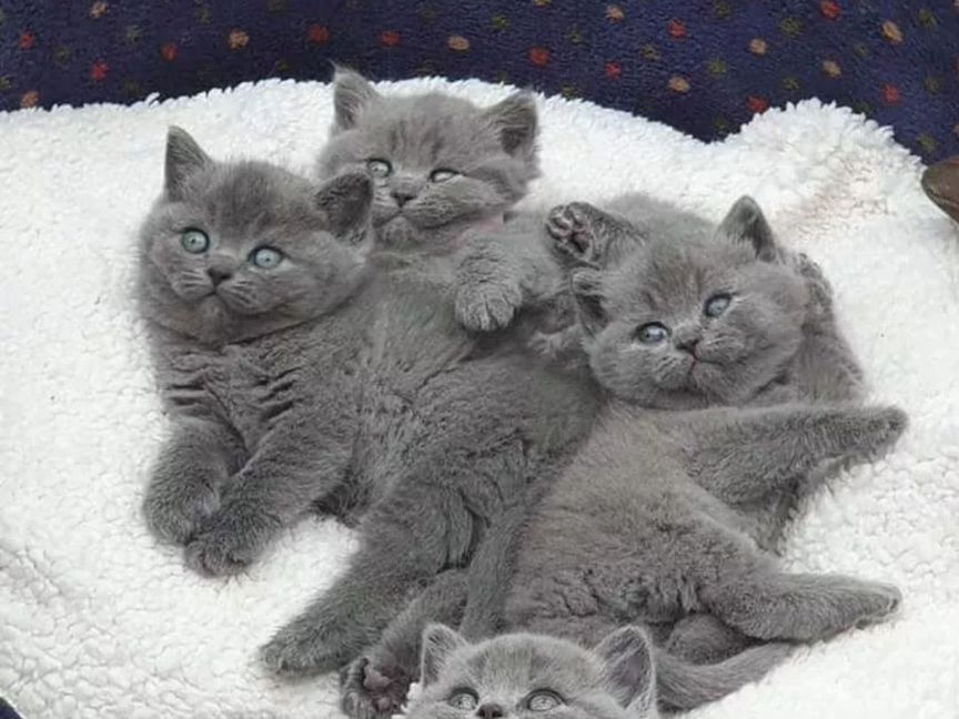 Британские котята