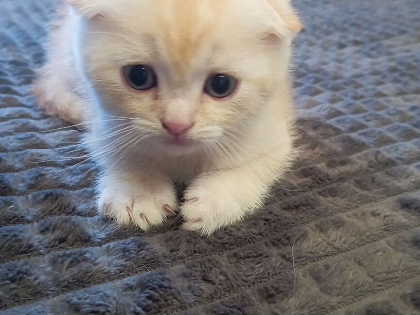Шотландская вислоухая кошка