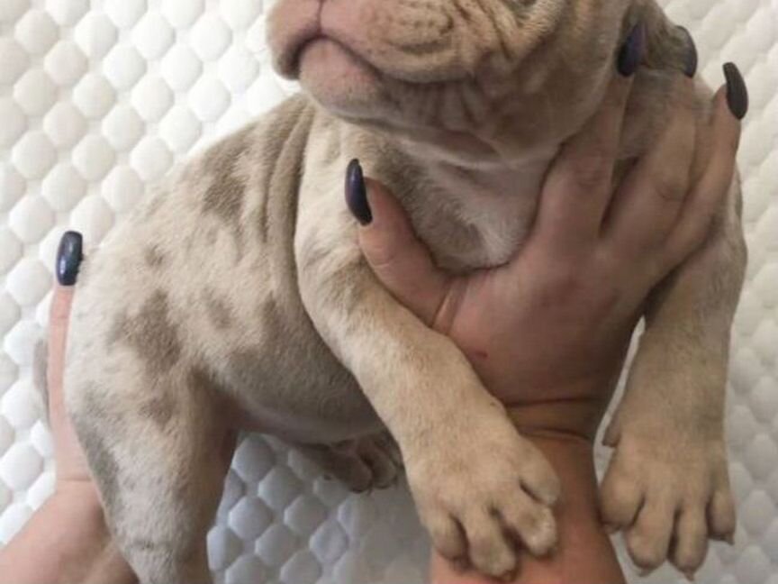 Американский булли мальчик лиловый трик мерль