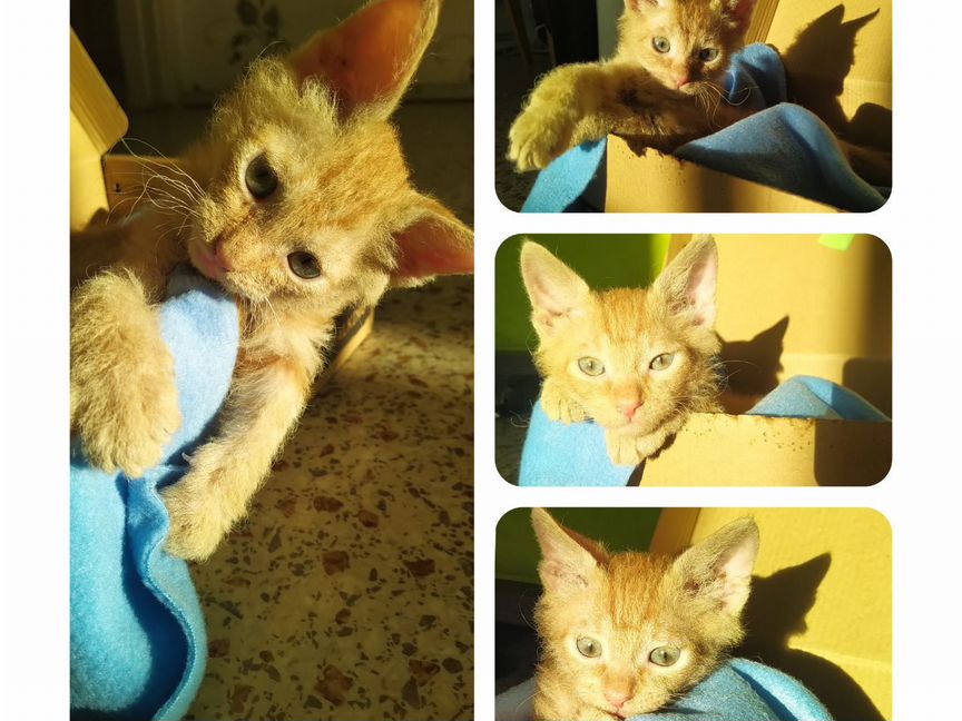 Котенок 1.5 месяца. Бесплатно