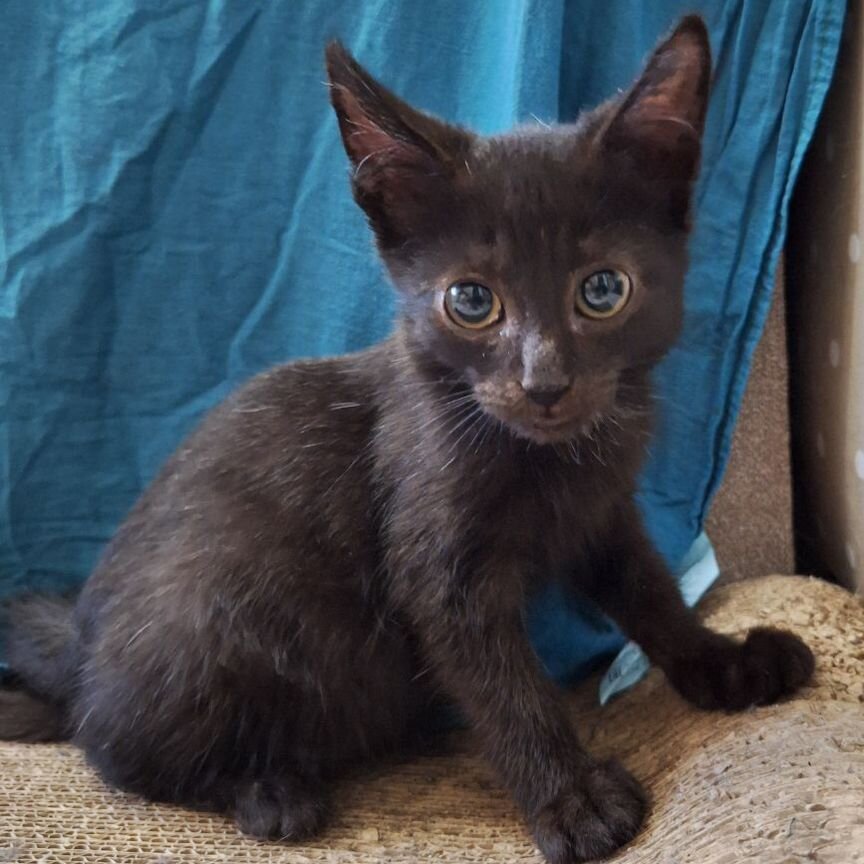 Черный котенок