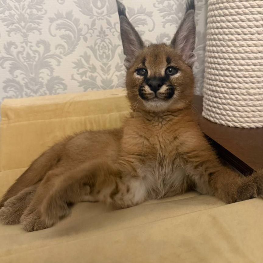 Каракет котёнок