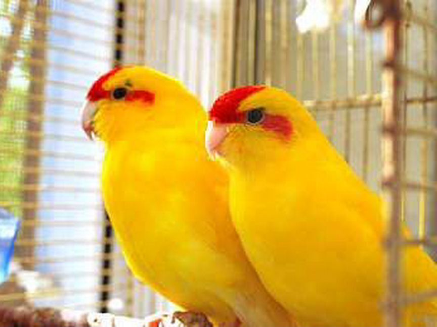 Попугай какарик