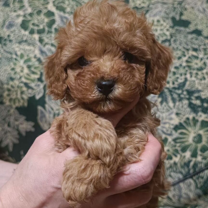 Пудель, щенок