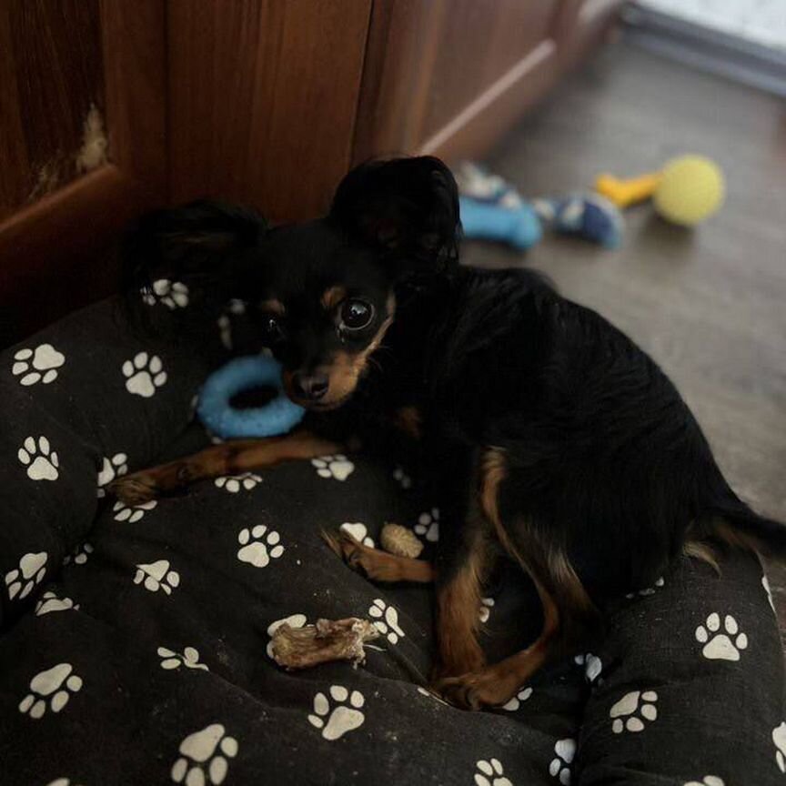 Мини той-терьер кобель