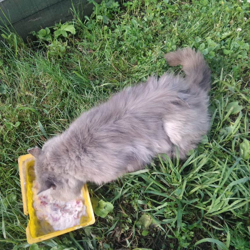 Котик хочет домой