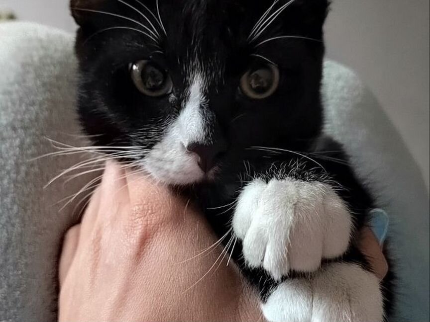 Отдам котенка в добрые руки