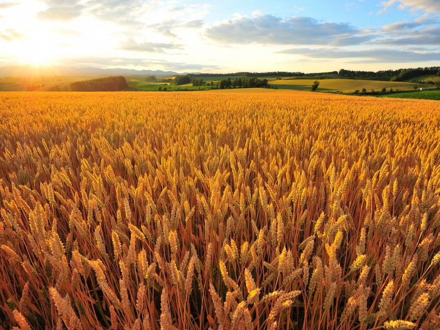 Яровой ячмень 2024