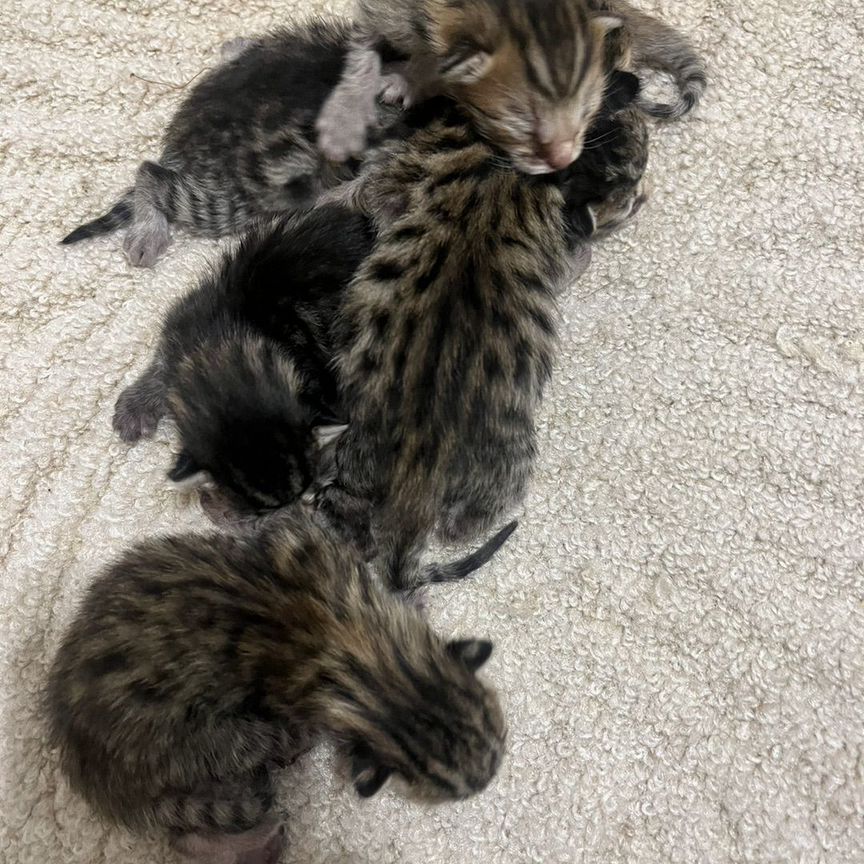 Продам бенгалов