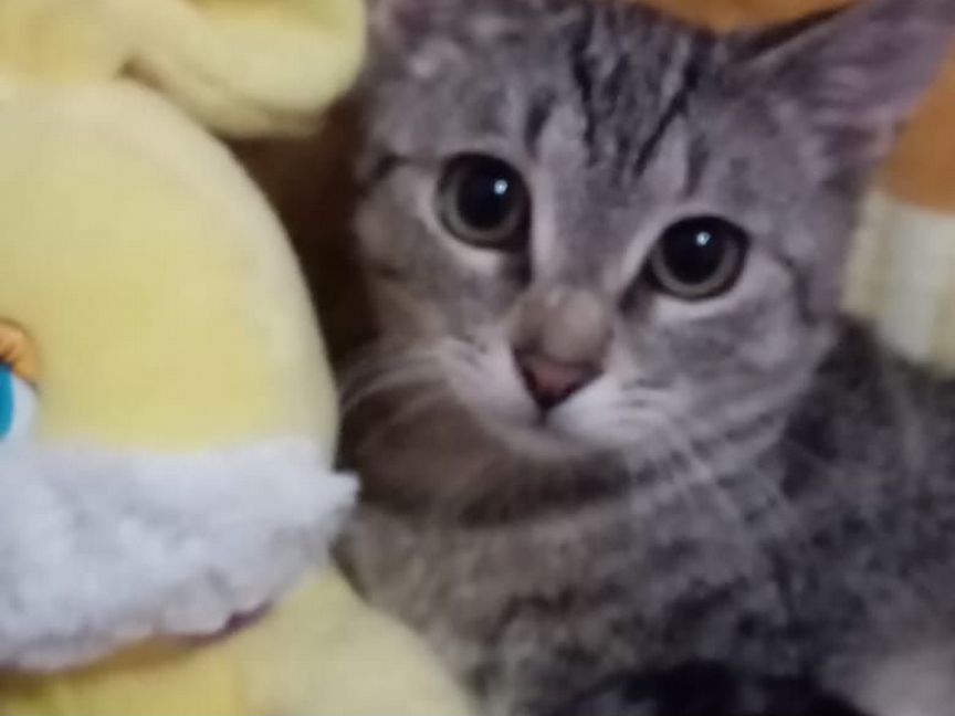 Кошка