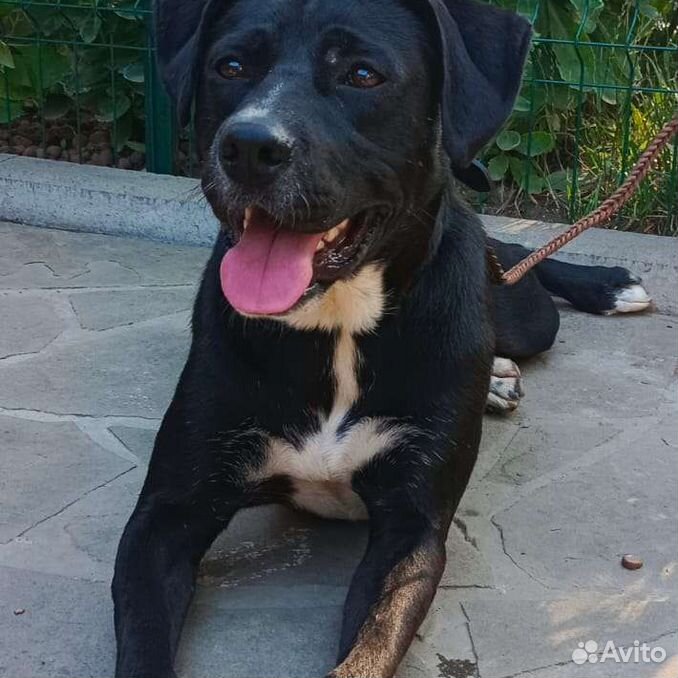 Шикарный парень ищет семью