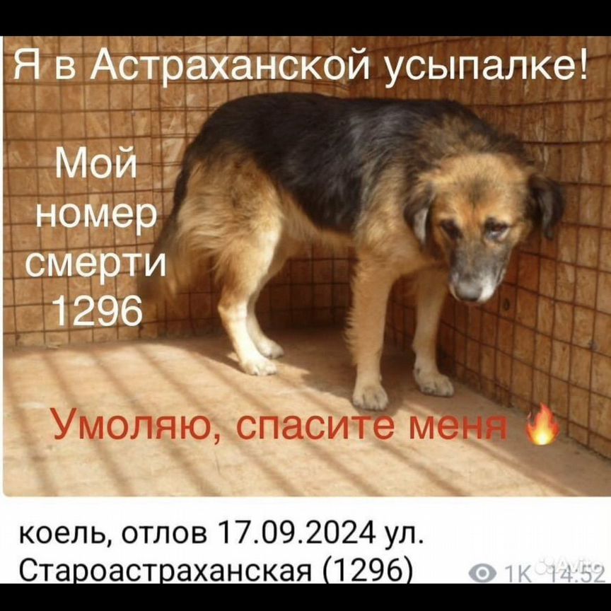Спасите собаку от смерти