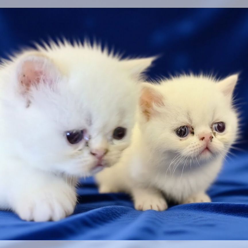Экзотический короткошёрстный котёнок