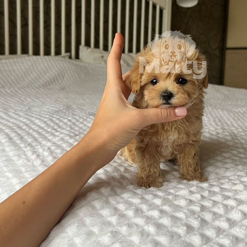 Мальтипу f1 mini девочка