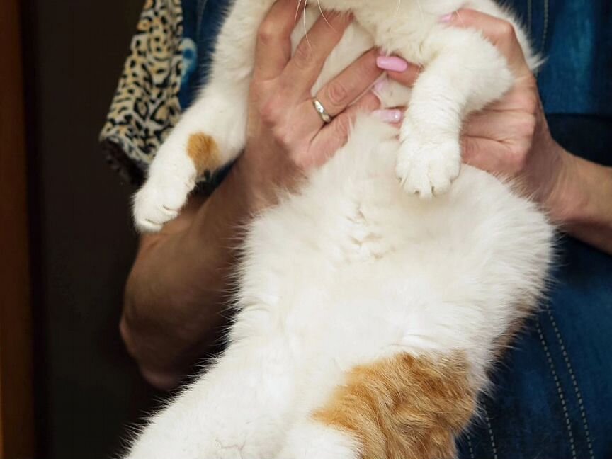 Кот Кузя 4,5 года