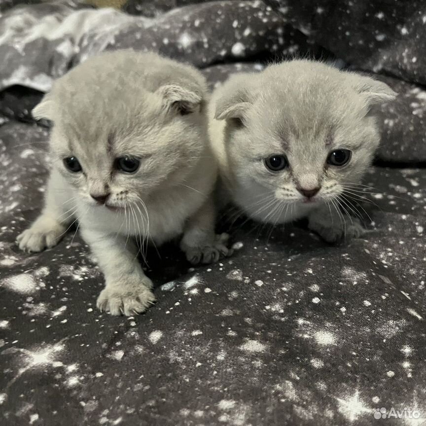 Британские котята