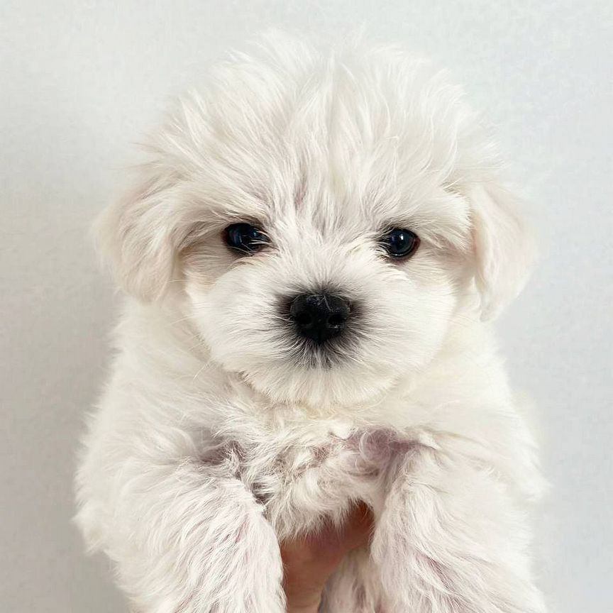 Мальтийская Болонка