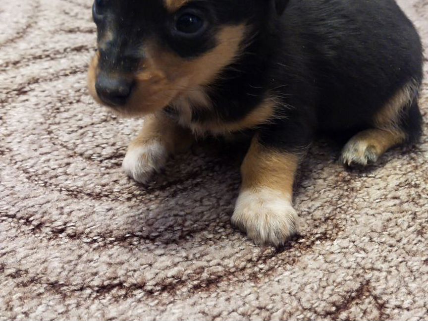 Щенки-малыши девочка и мальчик в добрые руки