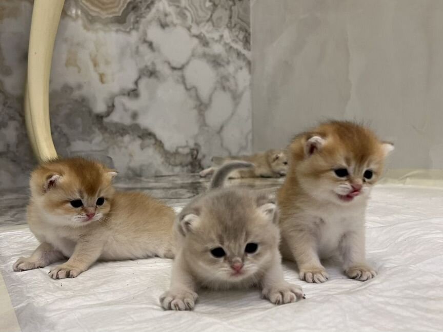 Котенок золотая шиншилла