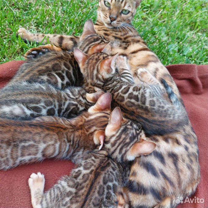 Чистокровные бенгалы с документами