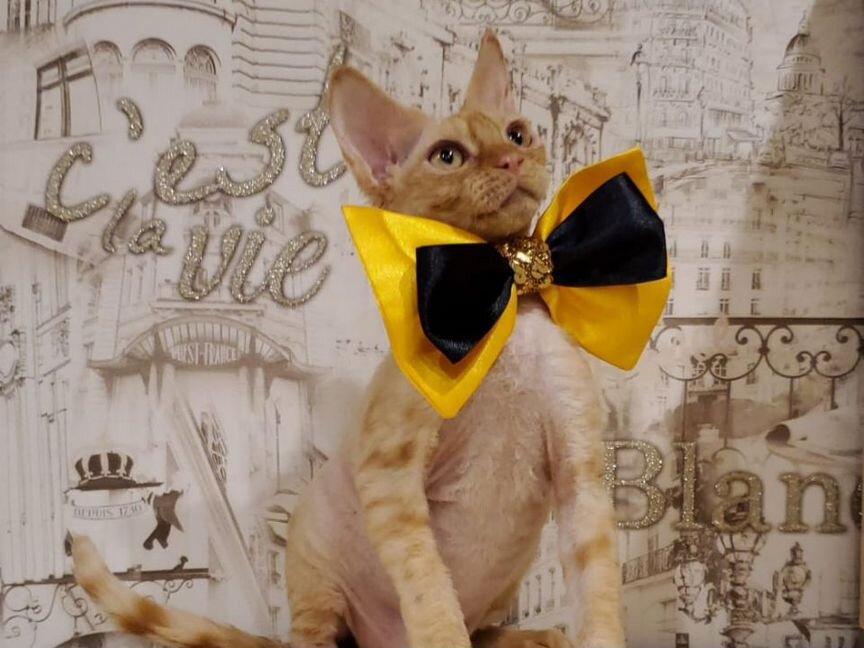 Девон-рекс,тигровый крем