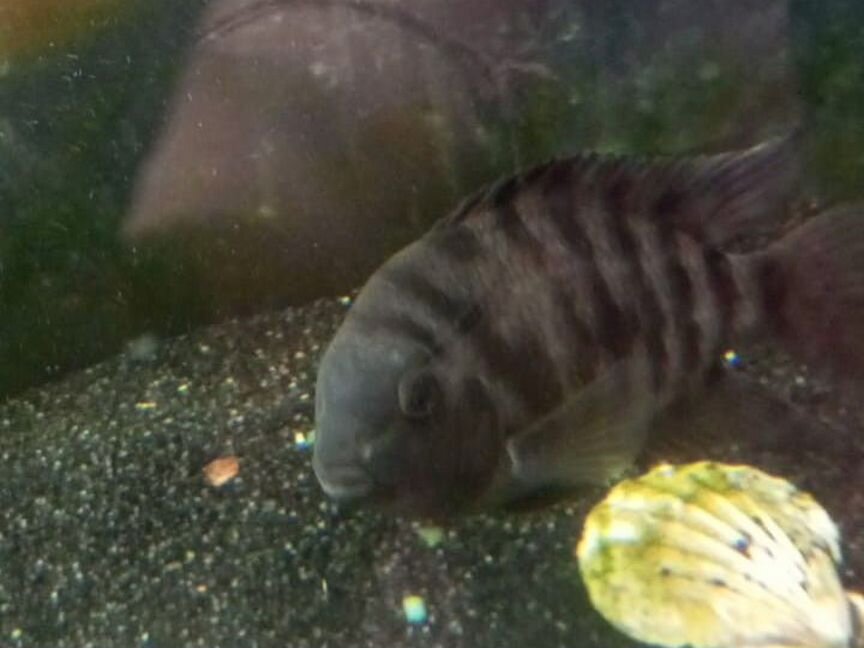 Продам цихлазому полосатую