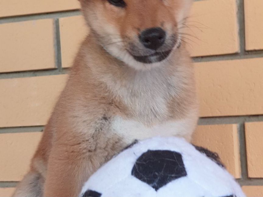 Сиба Айкен в поисках семьи