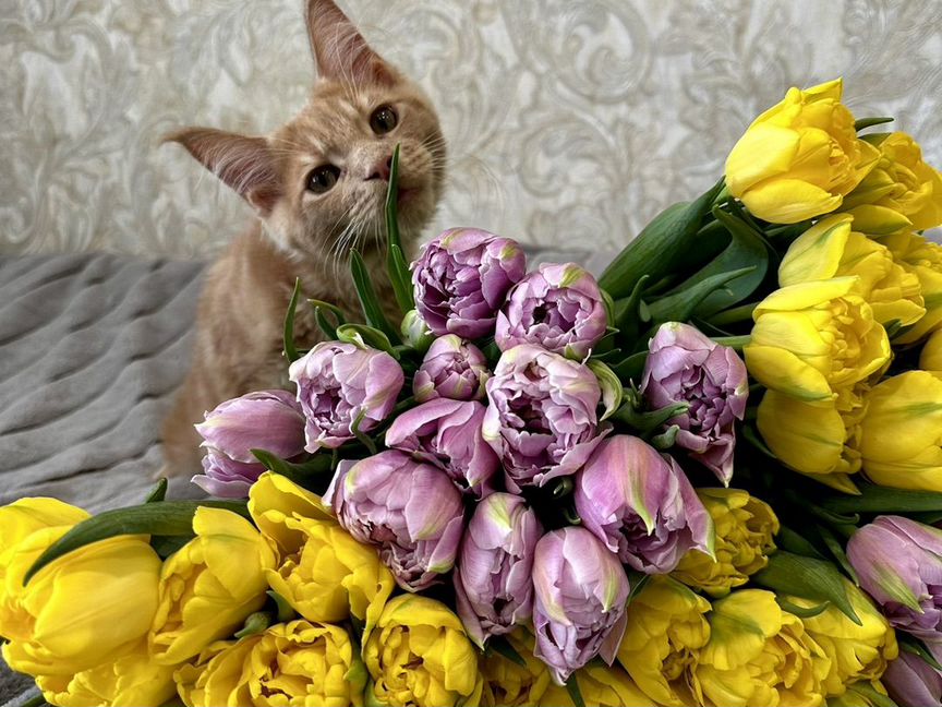 Мейн-кун
