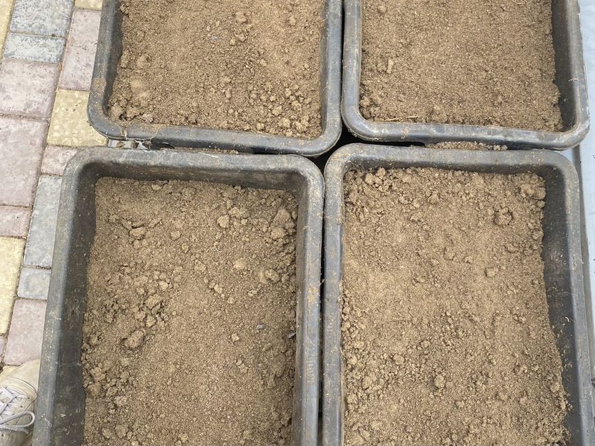 Сухой мотыль