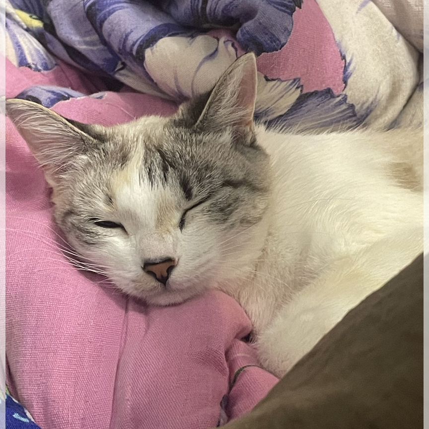 Кошка
