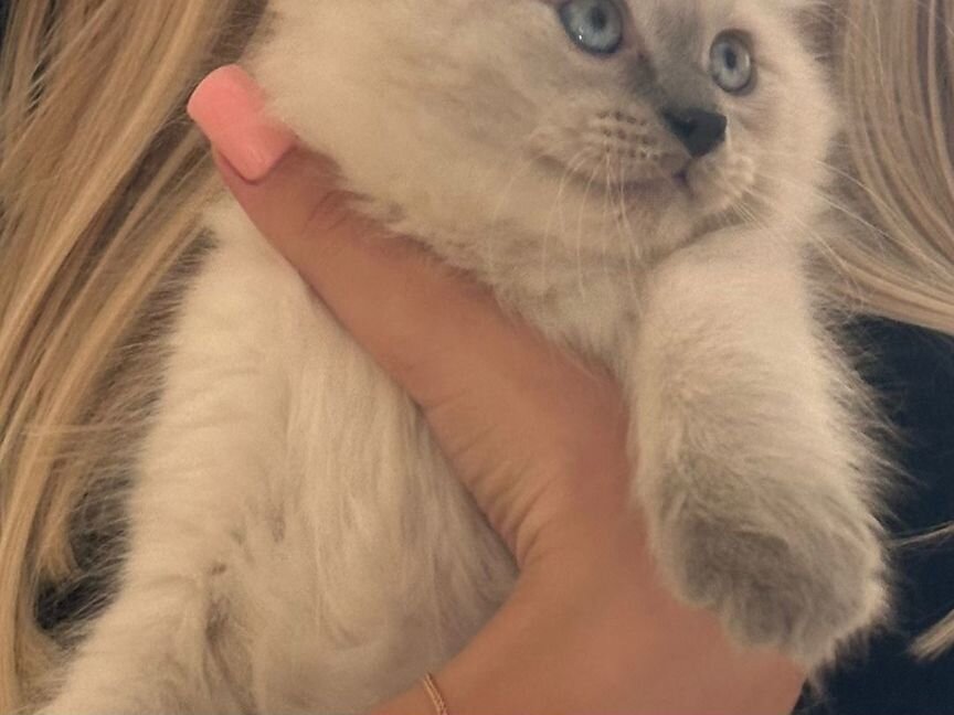 Невский маскарадный котенок