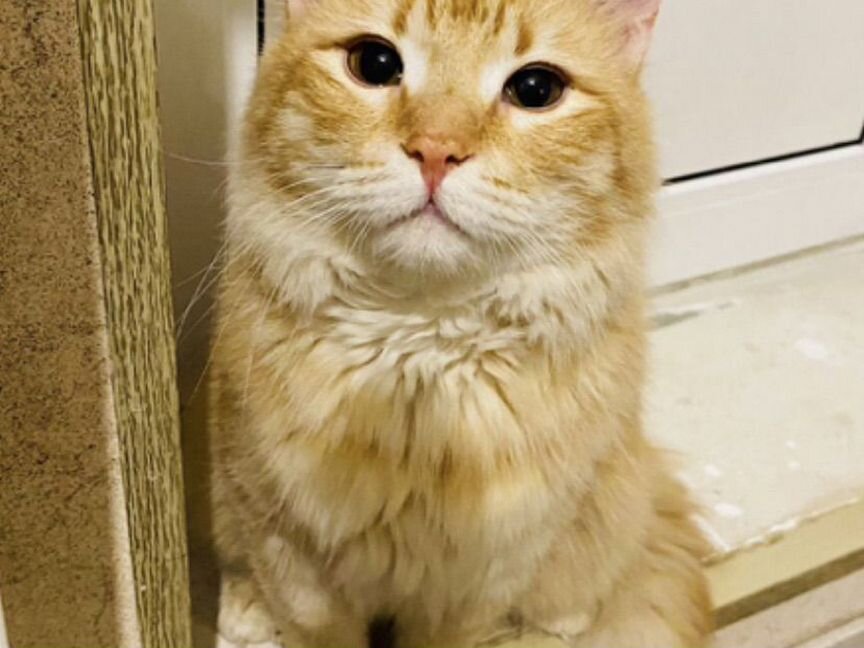 Рыжий ласковый котик ищет дом