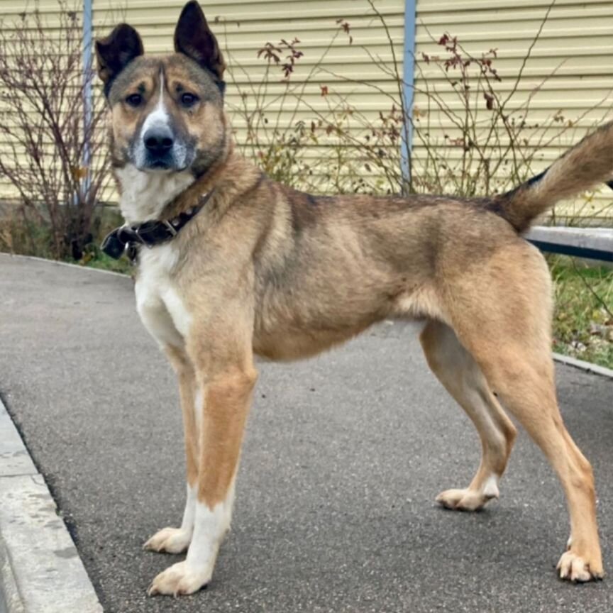 Взрослая собака в добрые руки