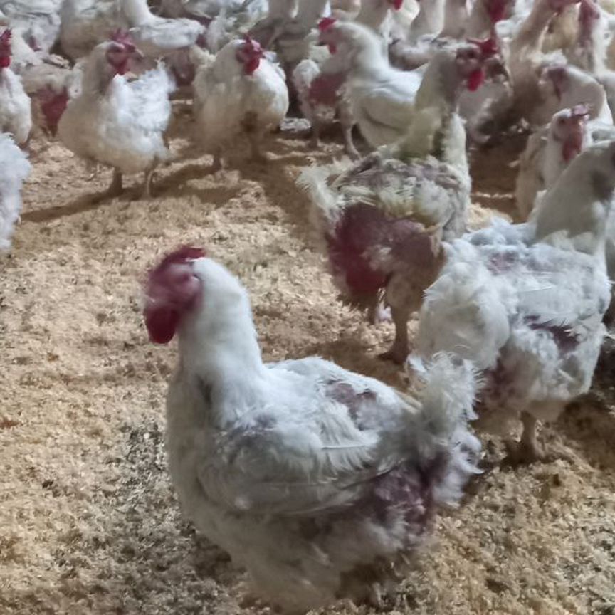 Бройлер на мясо