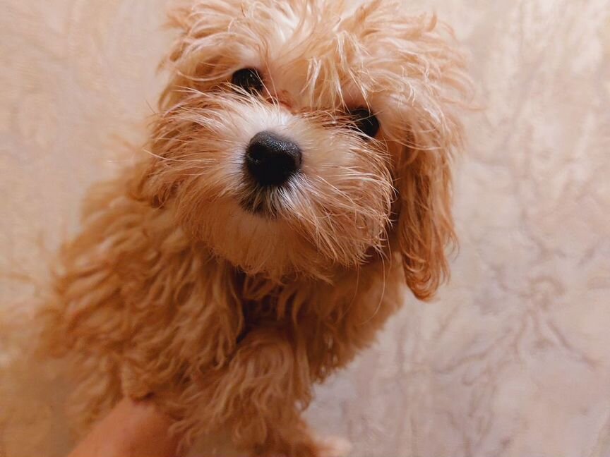 Мальтипу мини