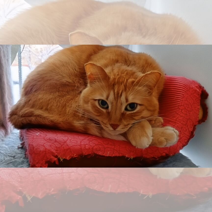 Взрослый кот в добрые руки