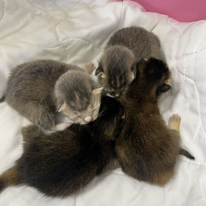 Котята