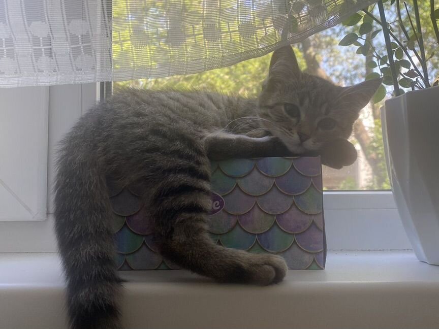 Кошечка, котенок 3 мес