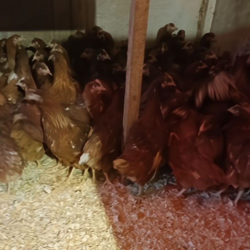 Куры молодки