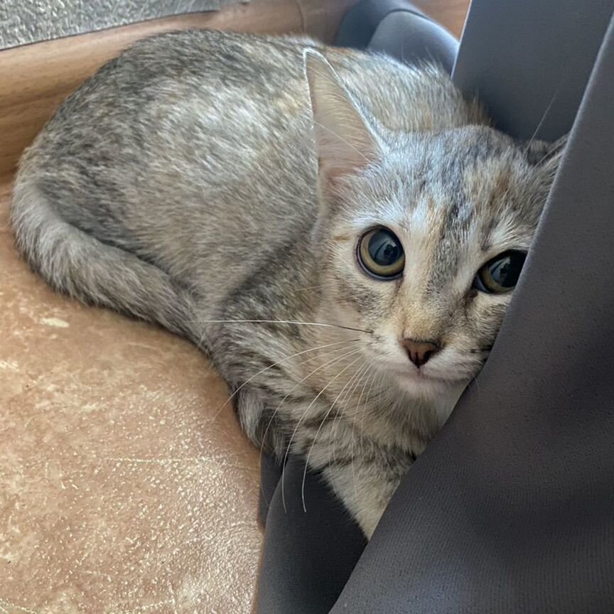 Котенок девочка в добрые руки