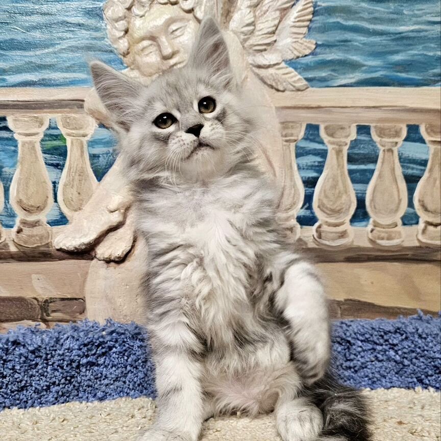 Котята мейн-кун